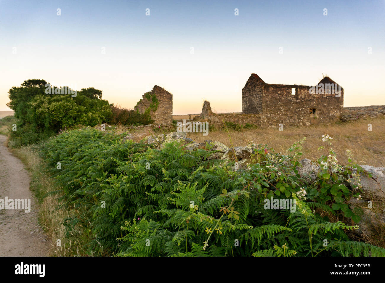 Cornwall hedgerow fern hi-res stock photography and images - Alamy