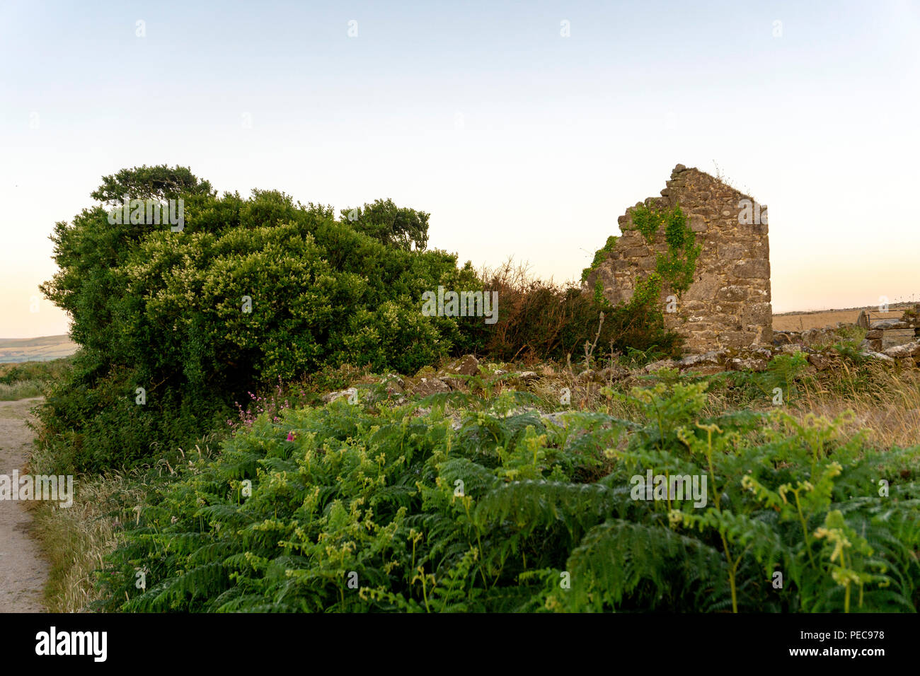 Hedging plants hi-res stock photography and images - Alamy