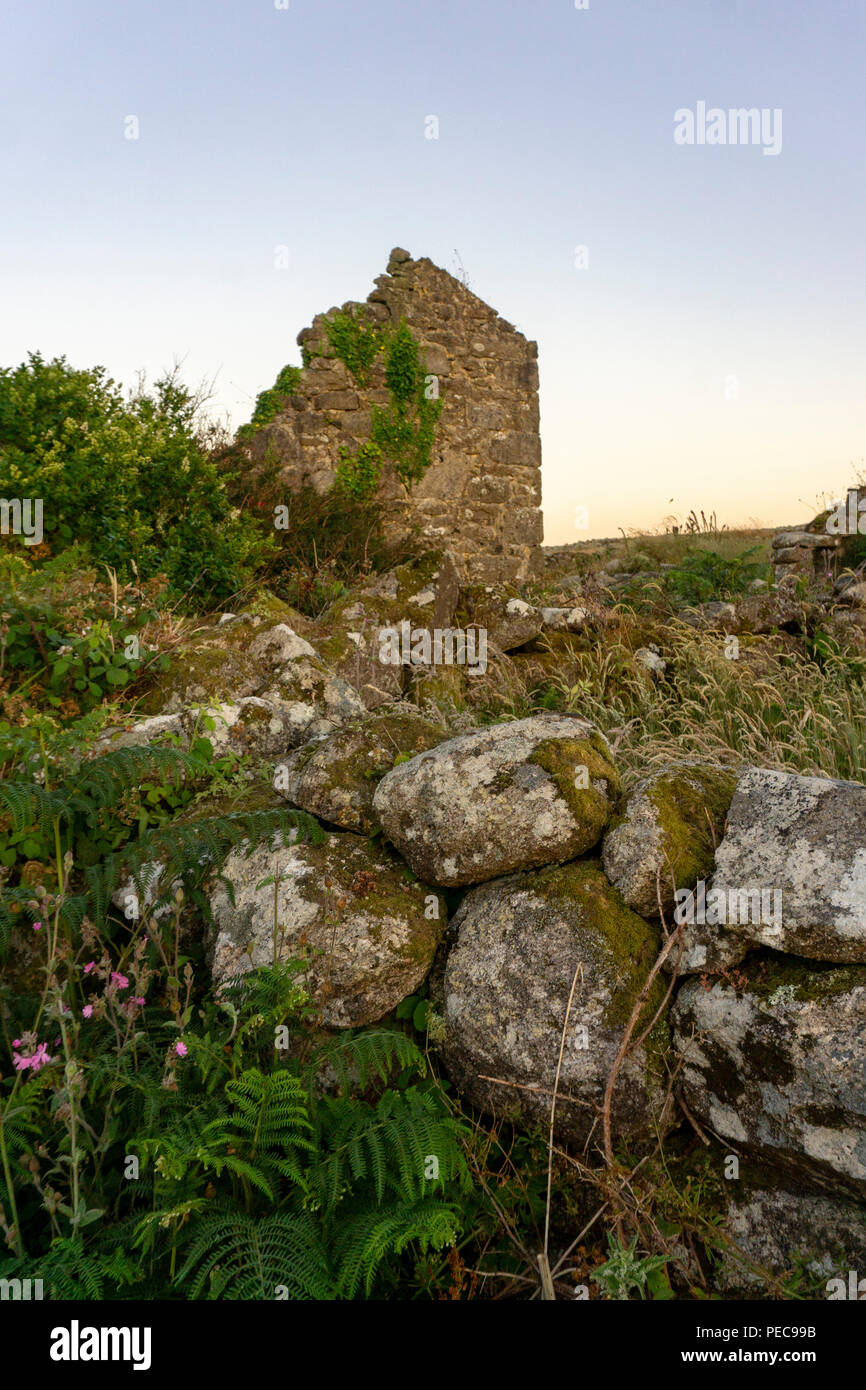 Cornwall hedgerow ferns hi-res stock photography and images - Alamy