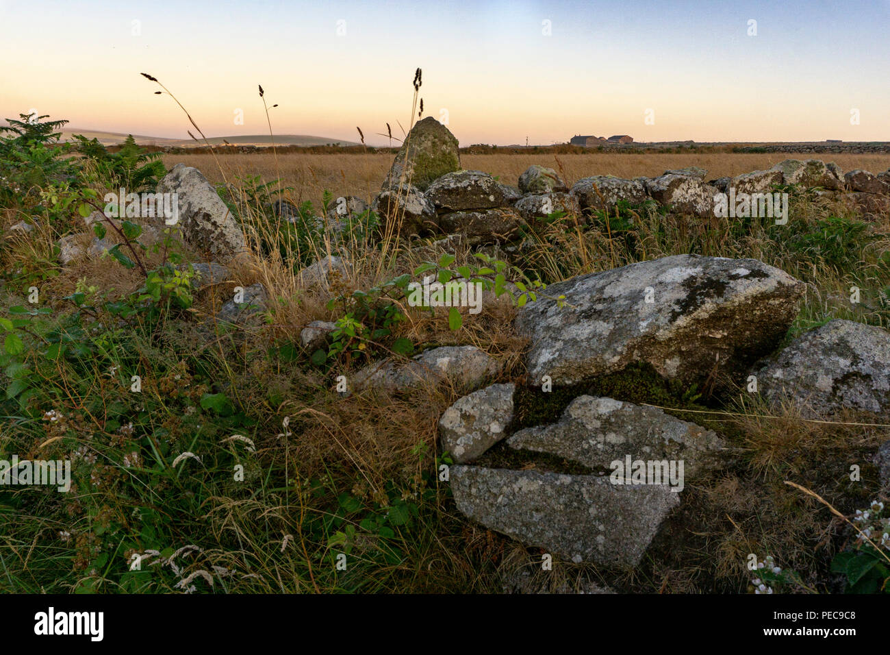 Cornwall hedgerow fern hi-res stock photography and images - Alamy