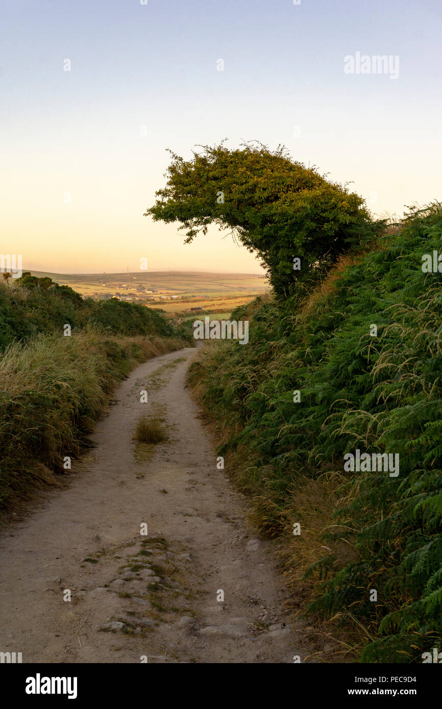 Cornwall hedgerow ferns hi-res stock photography and images - Alamy