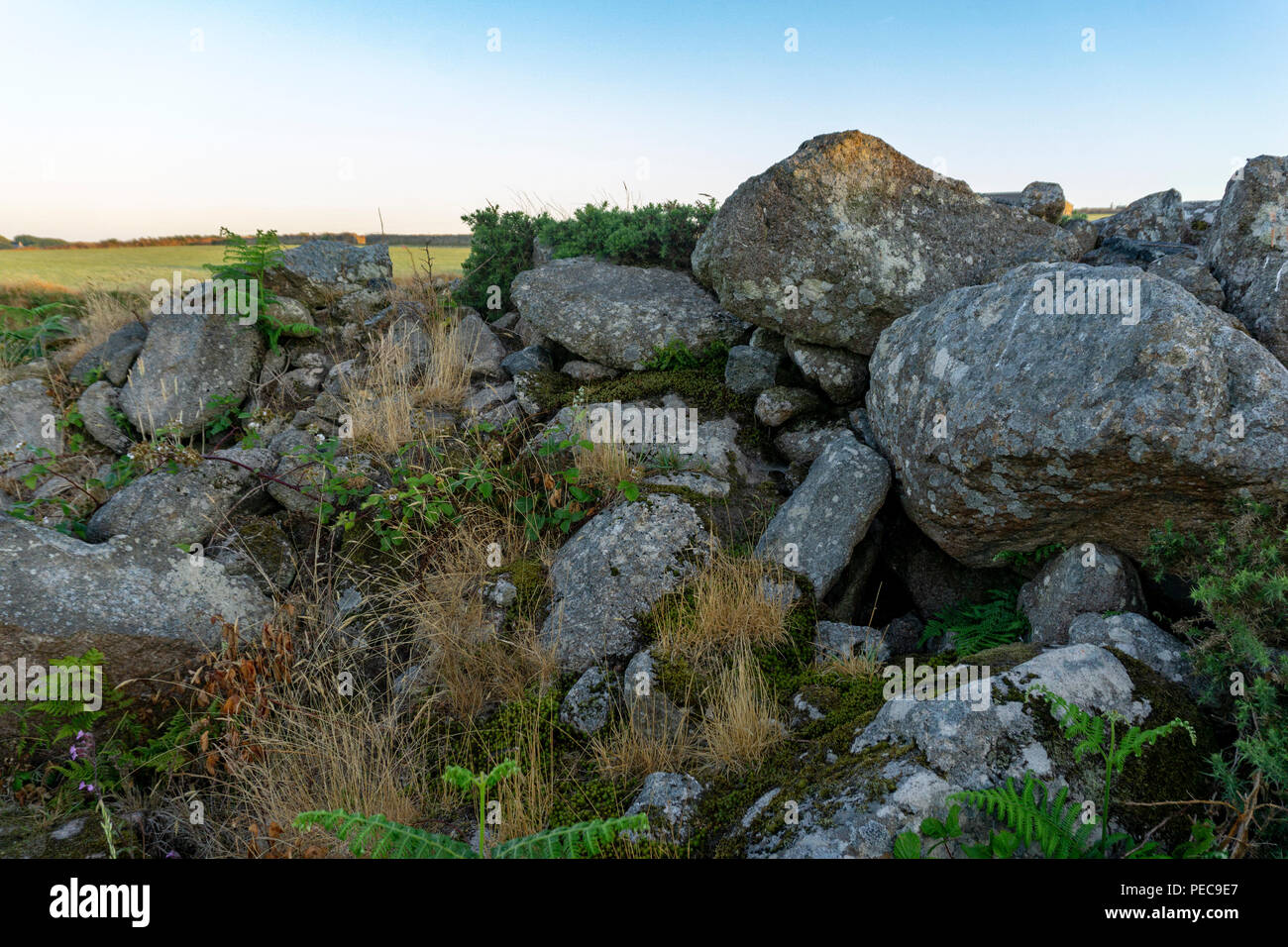 Cornwall hedgerow fern hi-res stock photography and images - Alamy
