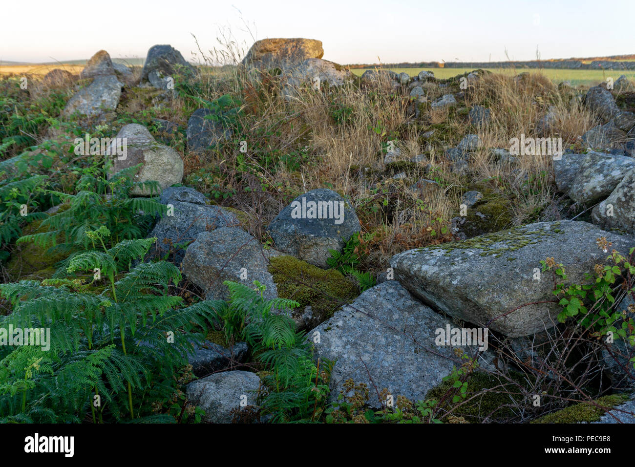 South of england style hedge hi-res stock photography and images - Alamy