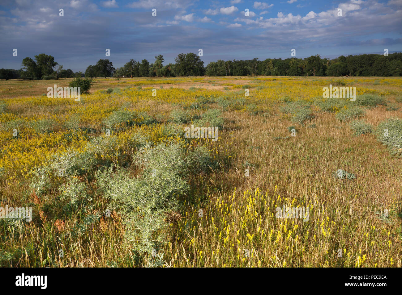 Flowering meadow, grasslands in the floodplain near Dessau, Middle Elbe ...