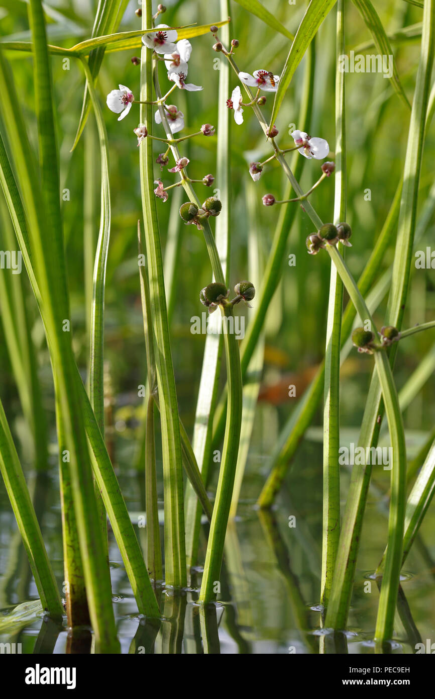 Flower stalk water archer (Sagittaria sagittifolia), typical vegetation ...