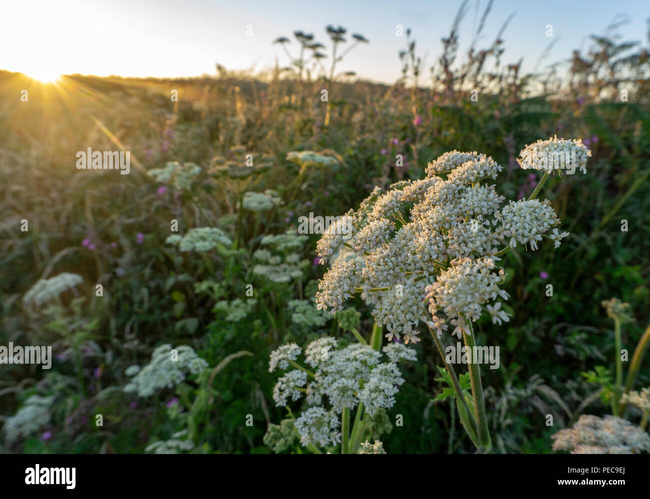 Pathway with native grasses hi-res stock photography and images - Alamy