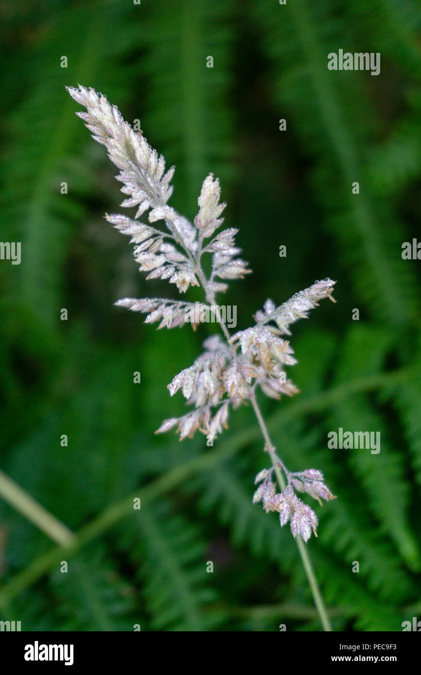 Native plants cornwall hi-res stock photography and images - Alamy
