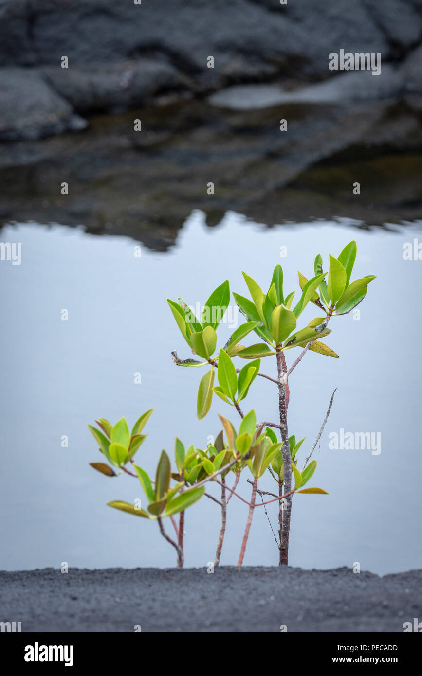 Lava Rock With Plant High Resolution Stock Photography and Images - Alamy