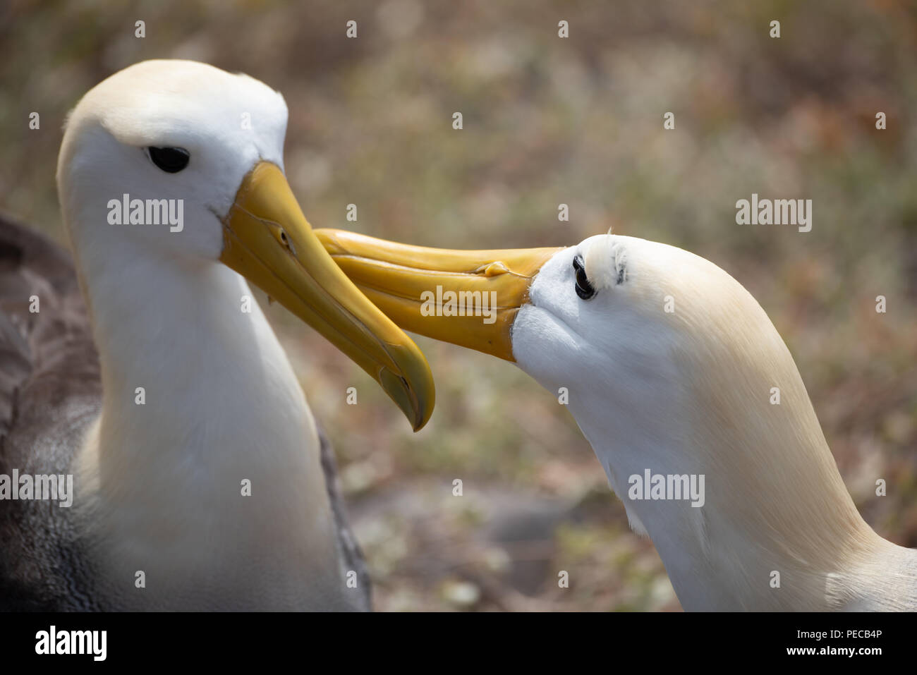 Waved Albatross Courtship Stock Photo - Alamy