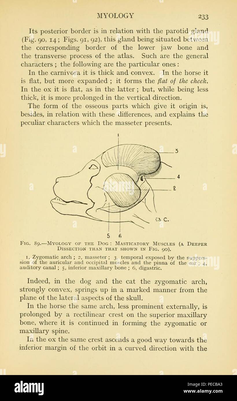 Artistic anatomy of animals (Page 233 Stock Photo - Alamy