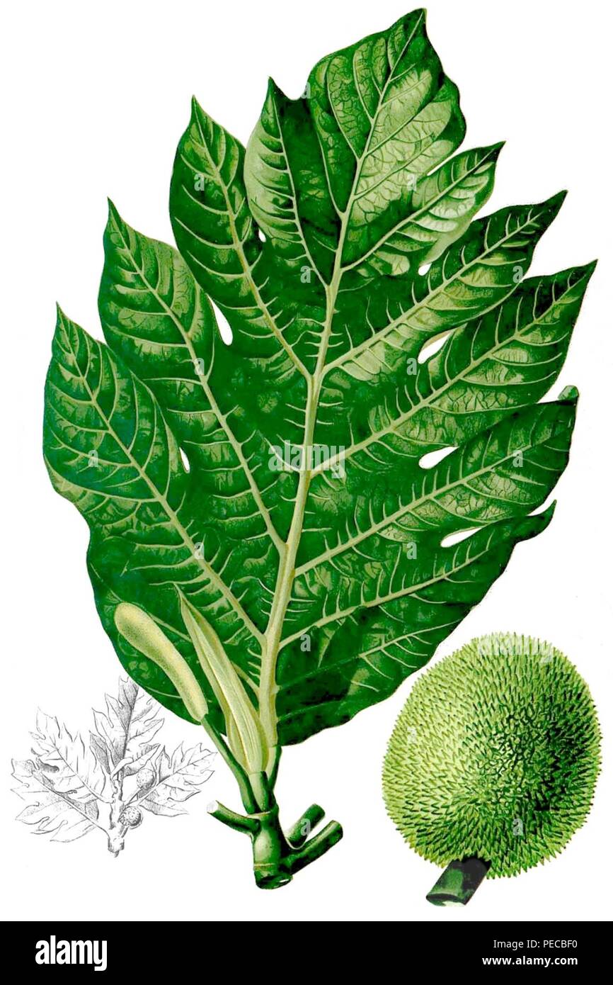 Artocarpus camansi Blanco2.457-cropped Stock Photo - Alamy