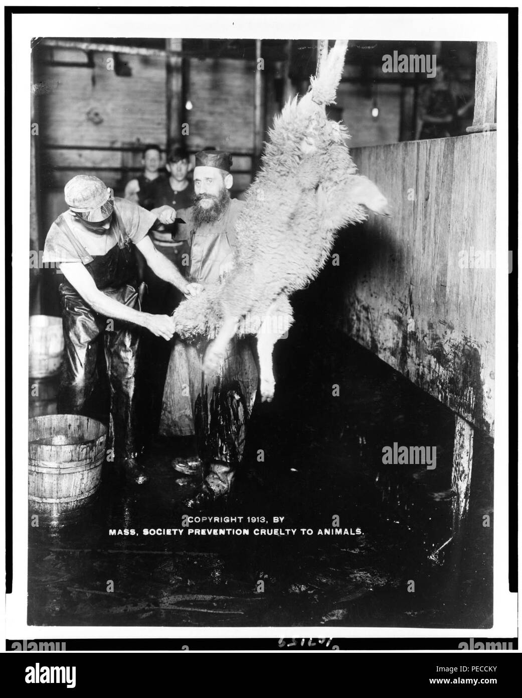 As a lamb to the slaughter Stock Photo - Alamy