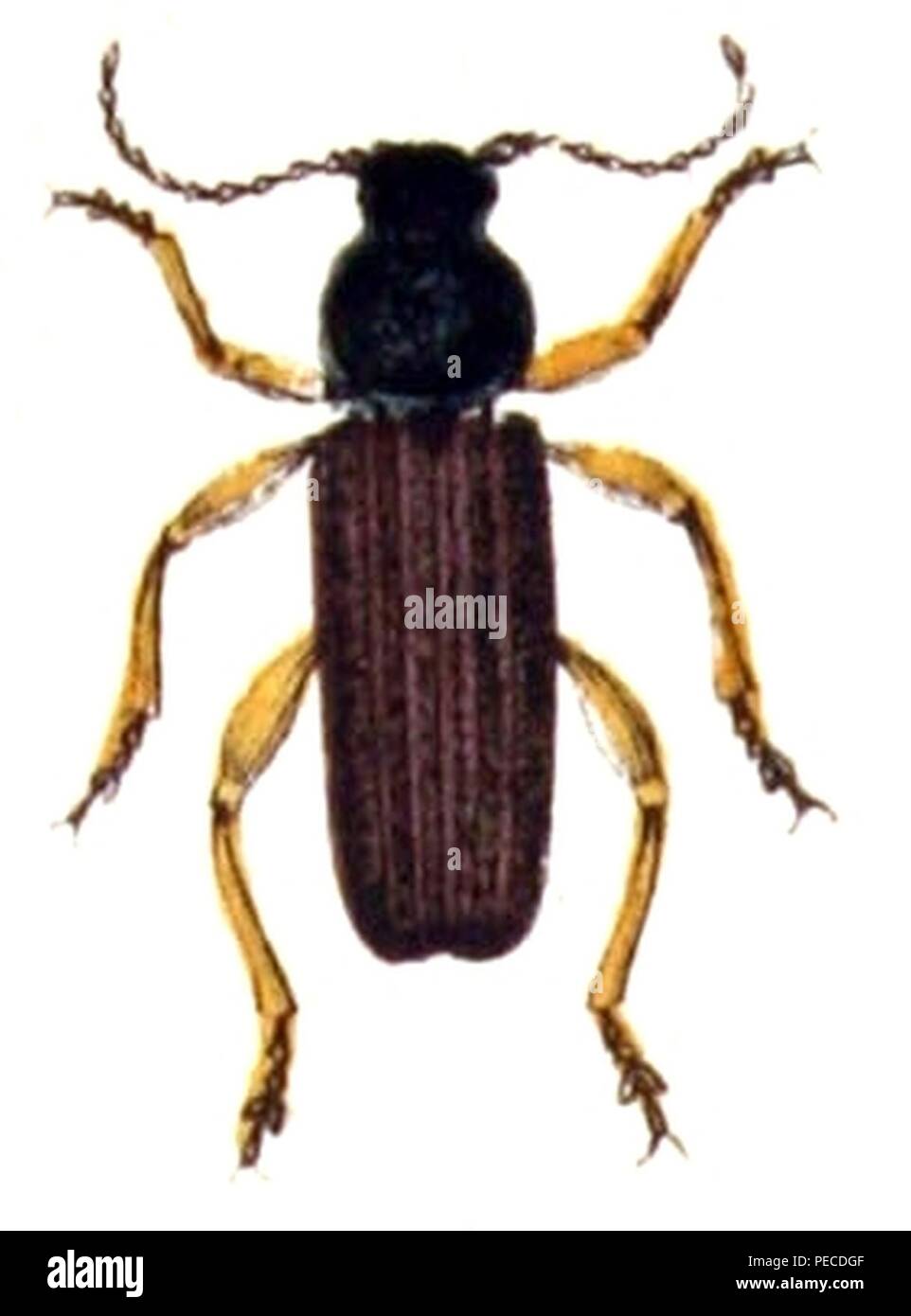 Asemum striatum hi-res stock photography and images - Alamy