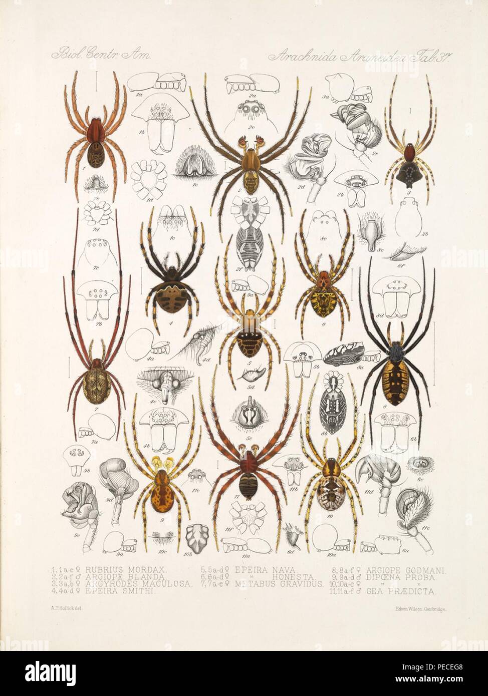 Arachnida Araneidea Vol 1 Table 37 Stock Photo - Alamy