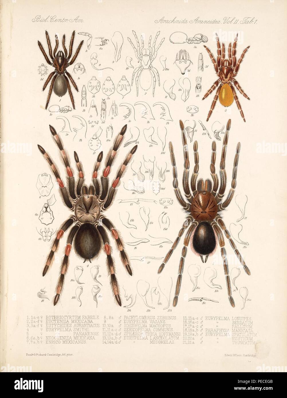 Arachnida Araneidea Vol 2 Table 1 Stock Photo - Alamy