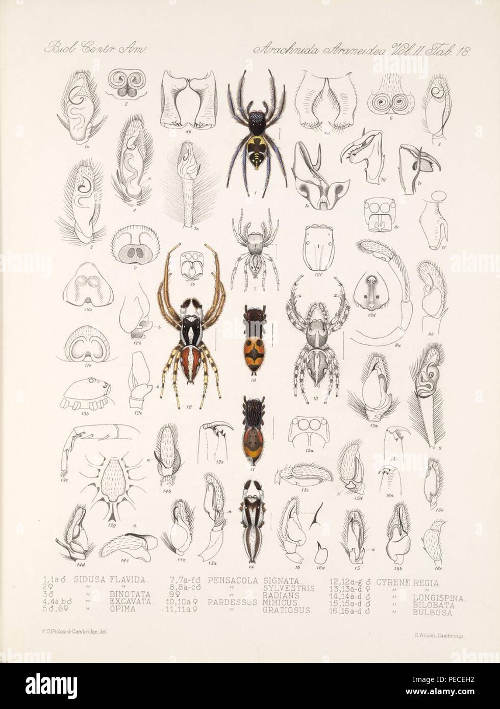 Arachnida araneidea vol table hi-res stock photography and images - Alamy