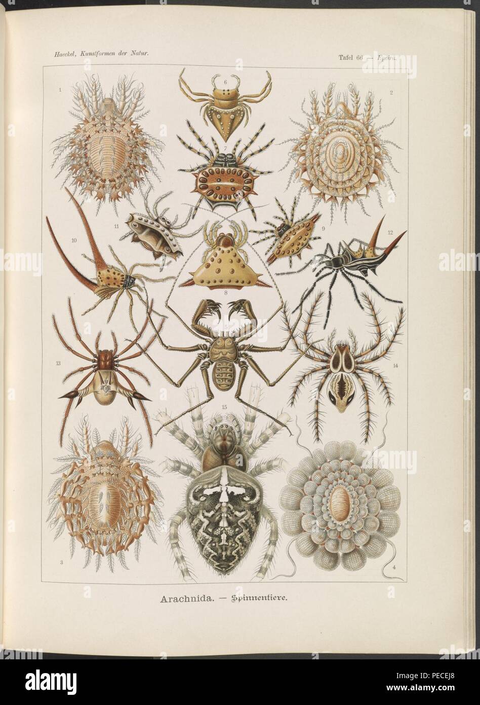 Arachnida. - Spinnentiere Stock Photo - Alamy