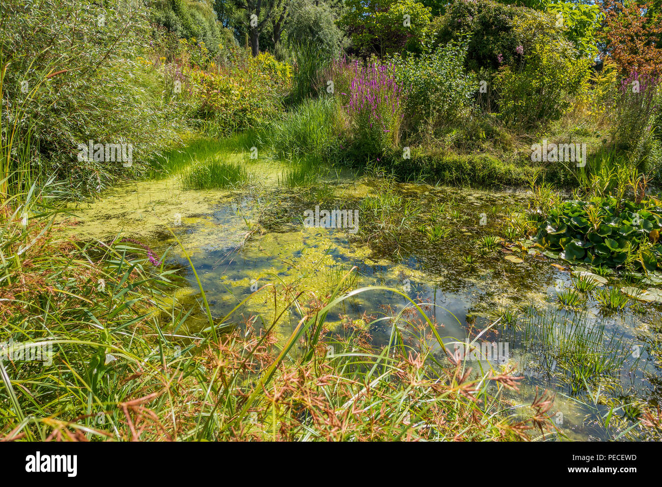 Pond reeds hi-res stock photography and images - Alamy