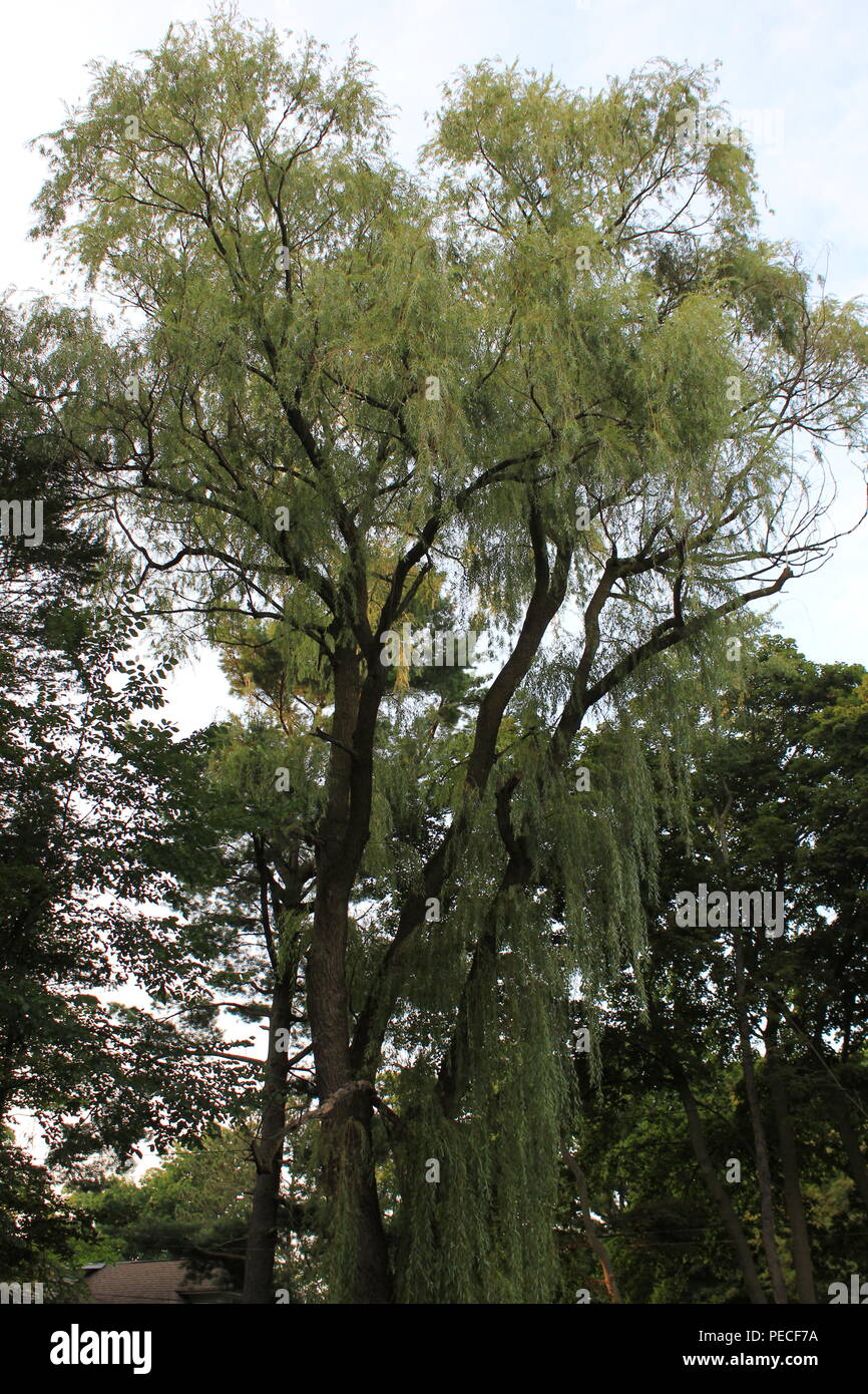 Old growth willow tree in the summer in Union Pier, Michigan Stock ...