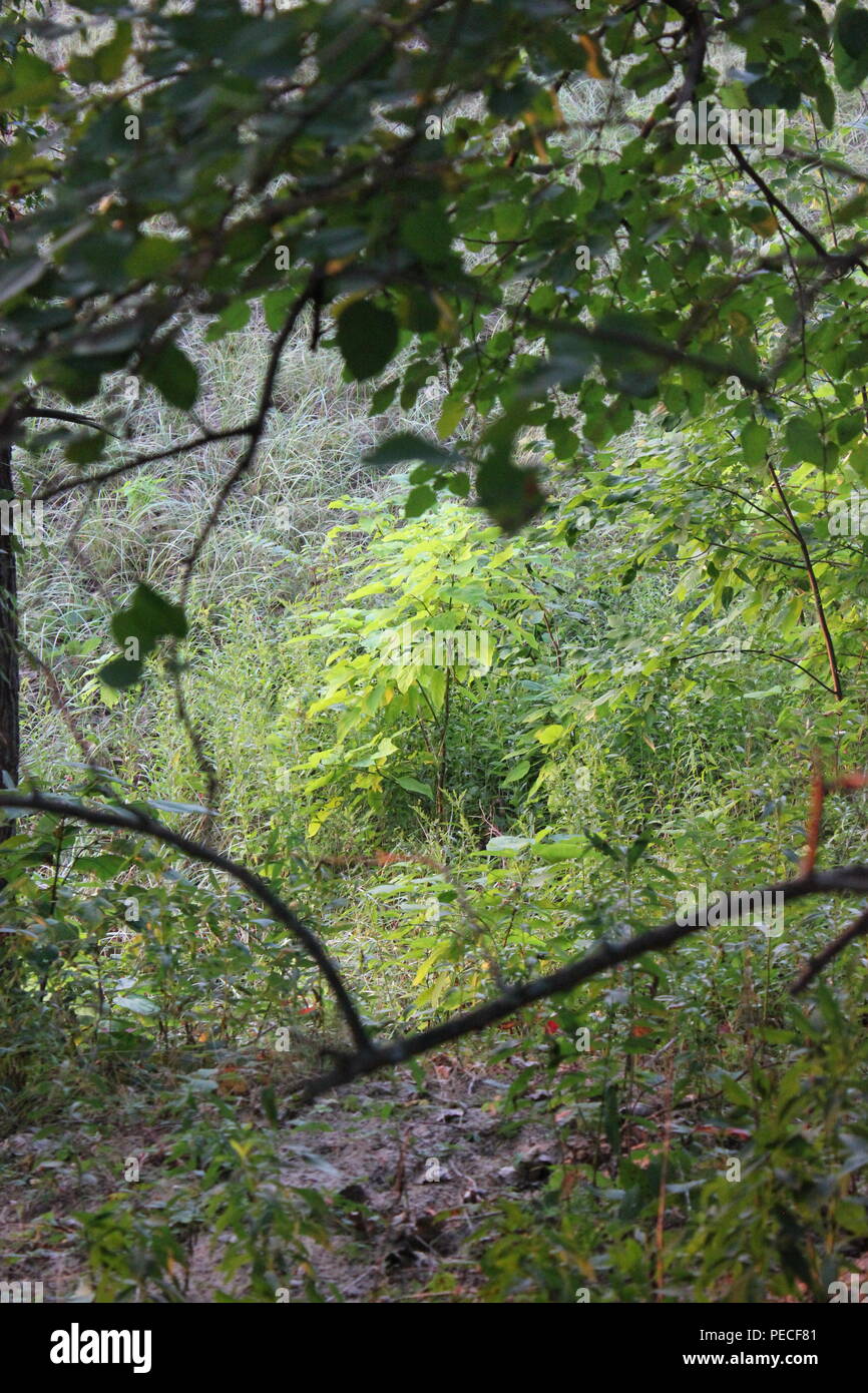 Summer beach foliage in Union Pier, Michigan Stock Photo - Alamy