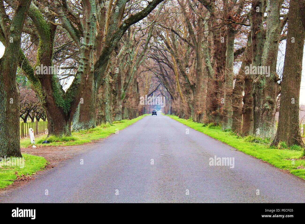 Tree lined drive hi-res stock photography and images - Alamy