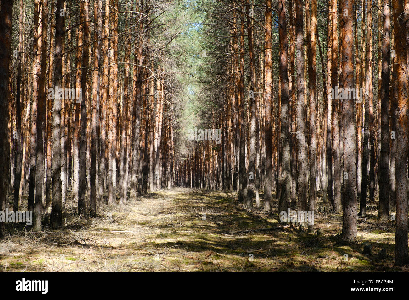 Path road inside forest hi-res stock photography and images - Alamy
