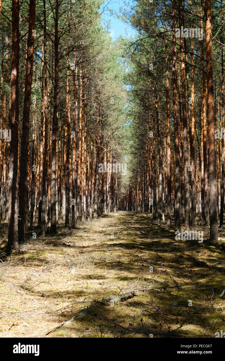 forest clearing road in coniferous tree forest - pine trees Stock Photo ...