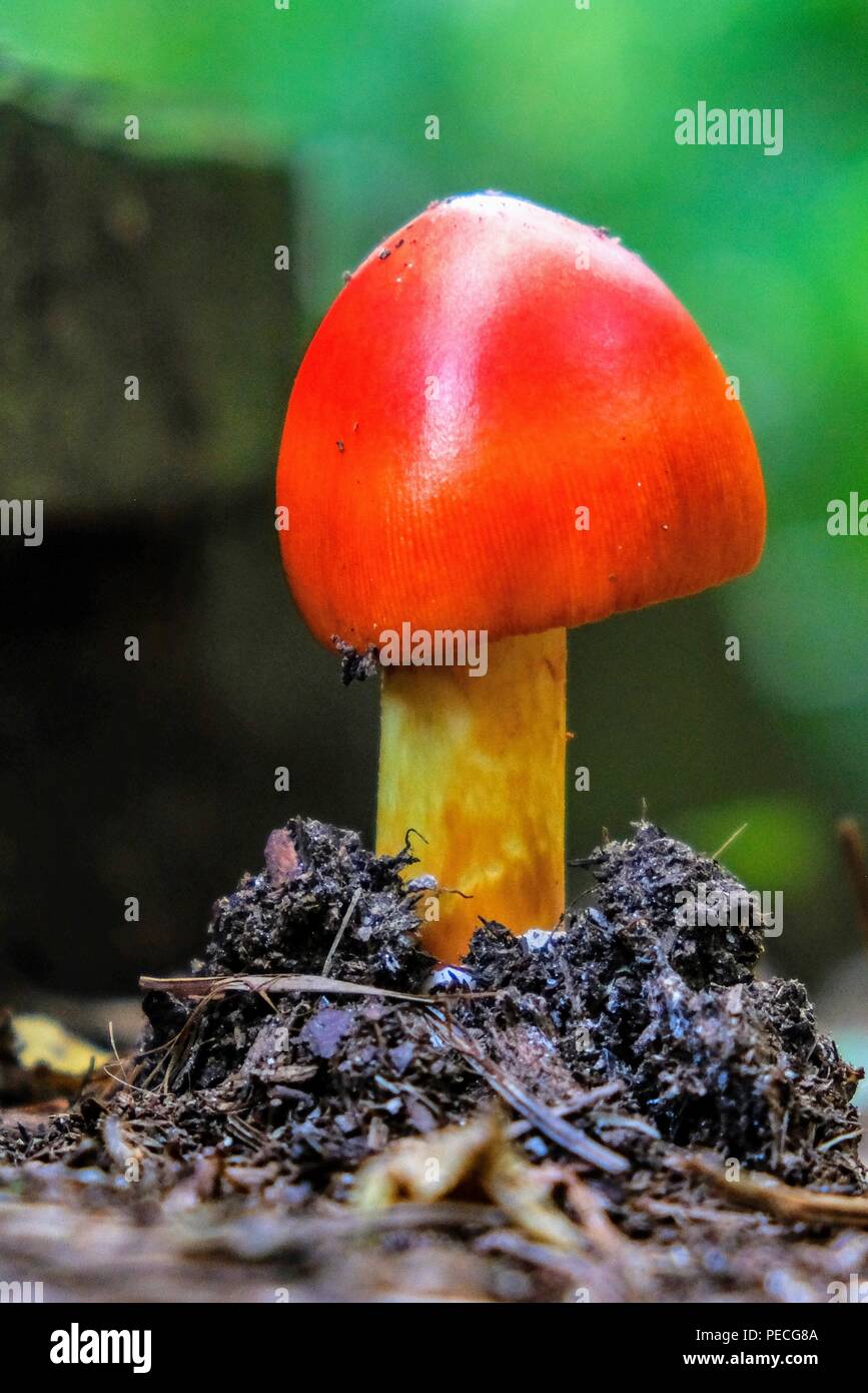 Early growth stage of an American Caesars's mushroom, Amanita jacksonii ...