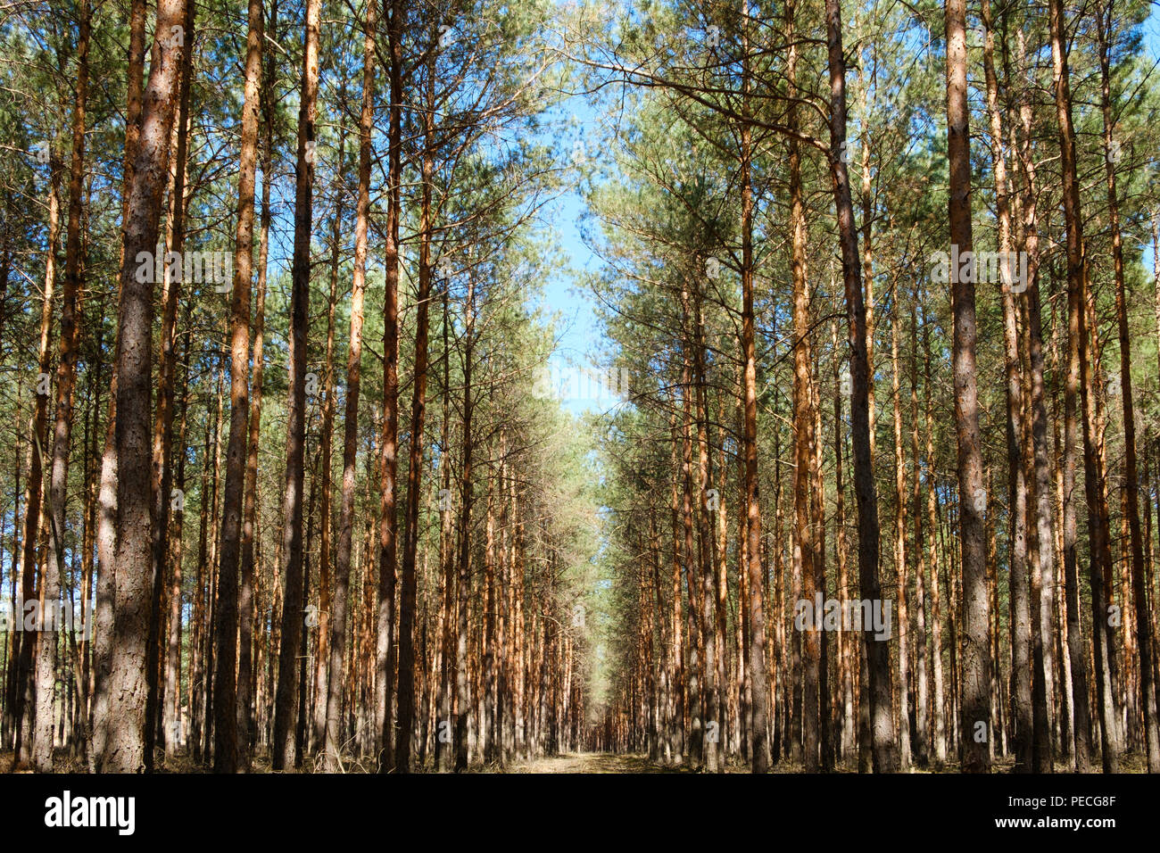inside pine tree forest - coniferous trees Stock Photo - Alamy