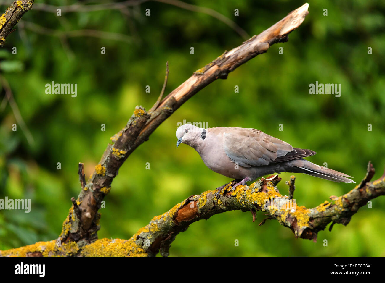 Branch attachment hi-res stock photography and images - Alamy