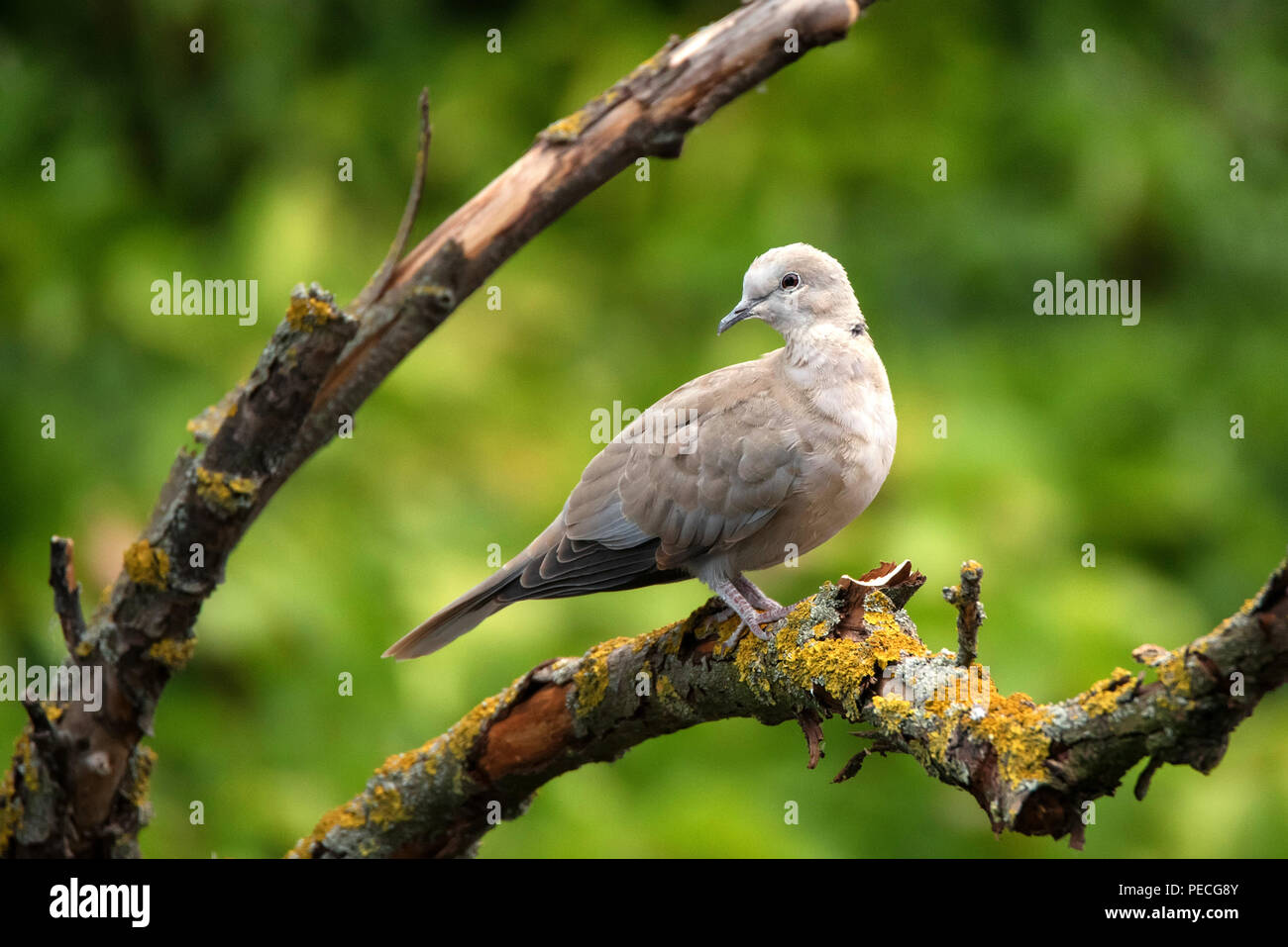 Branch attachment hi-res stock photography and images - Alamy