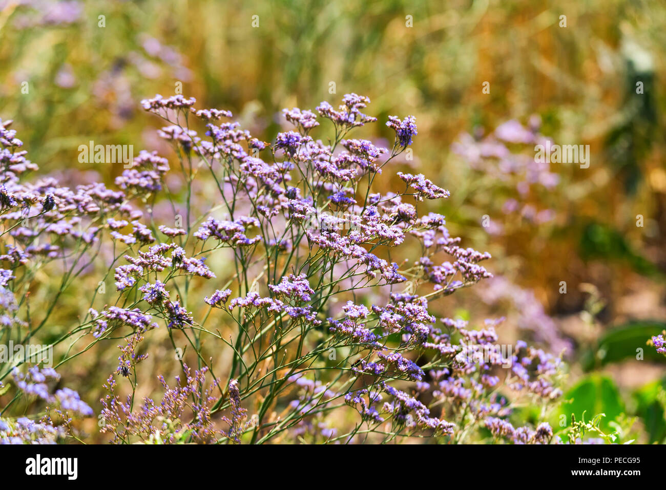Limonium flower hi-res stock photography and images - Alamy