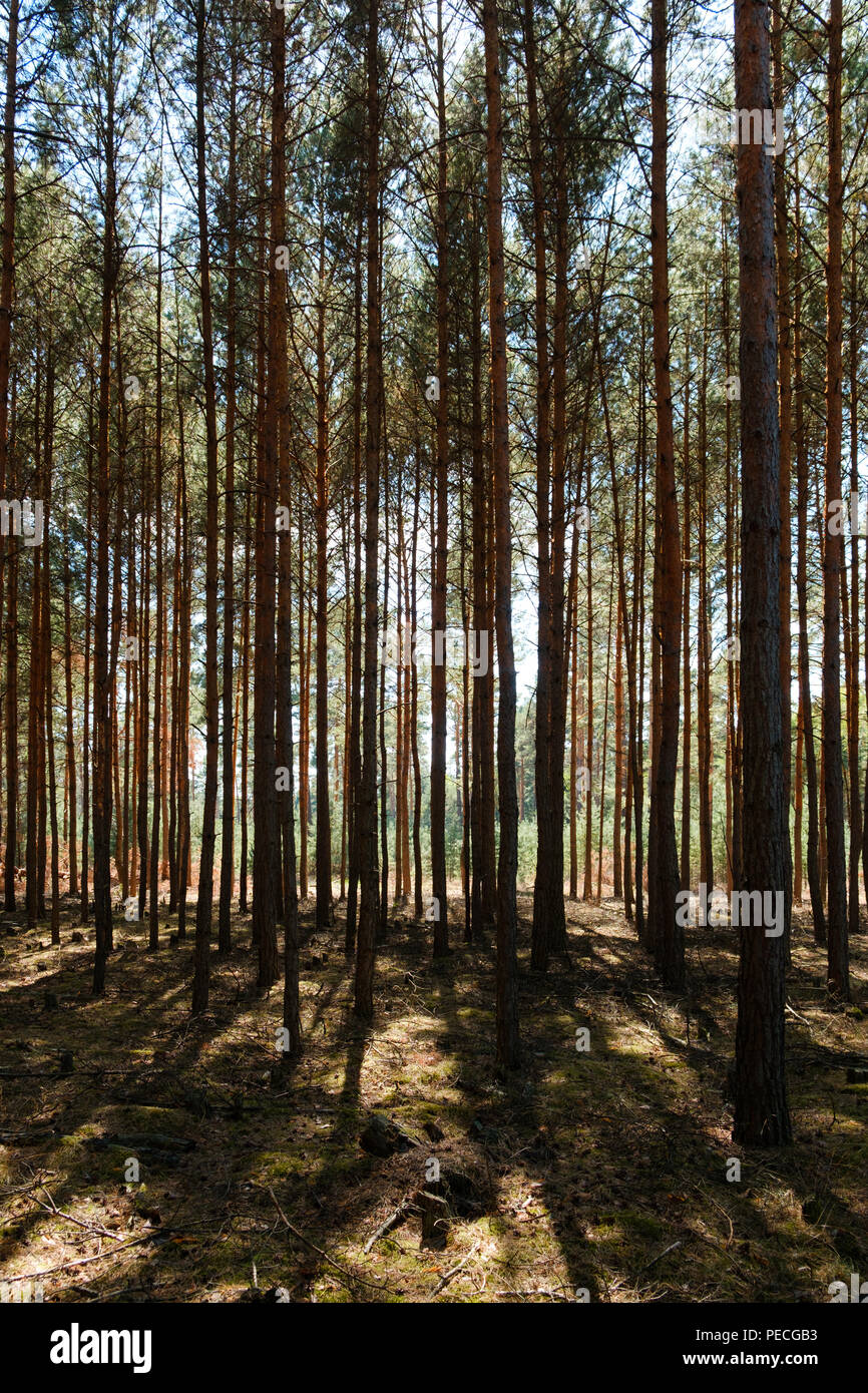 inside pine tree forest - coniferous trees Stock Photo - Alamy
