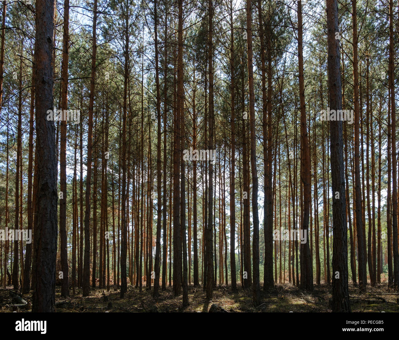 inside pine tree forest - coniferous trees Stock Photo - Alamy