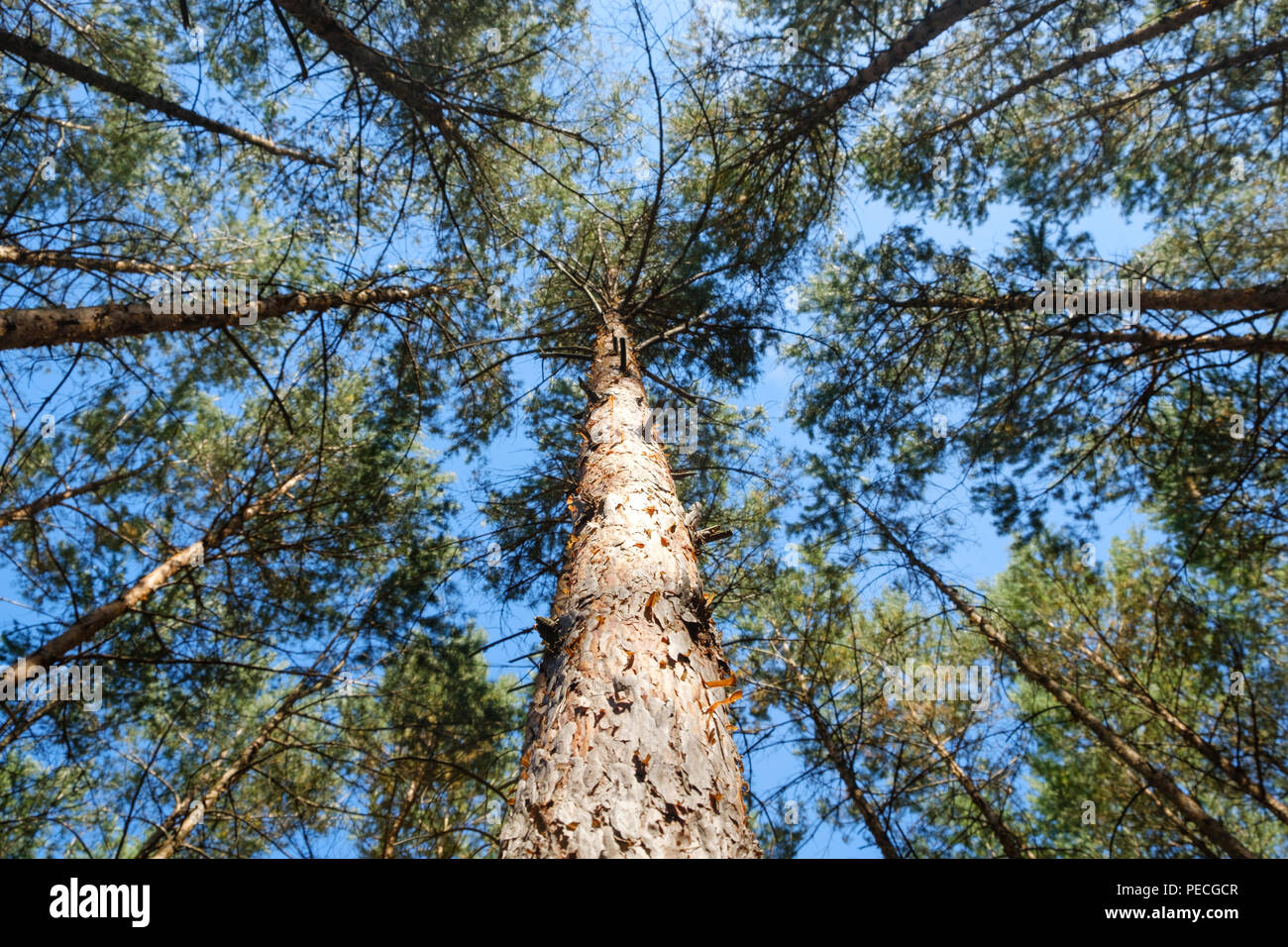 tree trunk - looking up in pine tree forest Stock Photo - Alamy