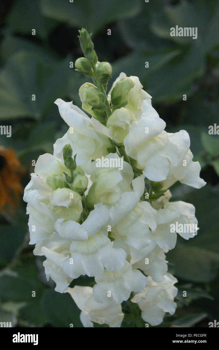 fleur de France Stock Photo - Alamy