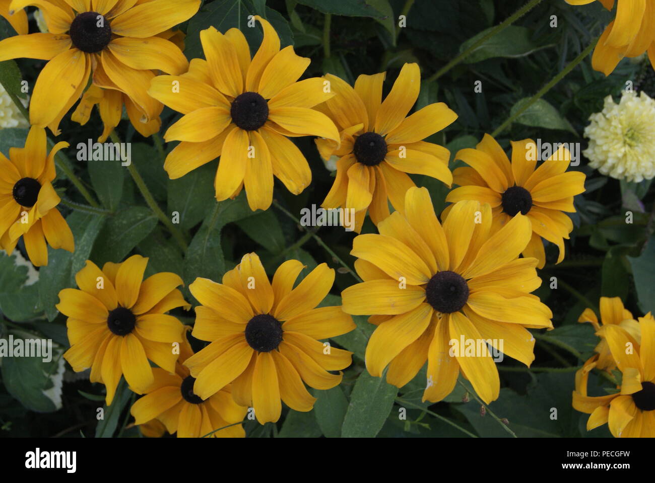 fleur de France Stock Photo - Alamy