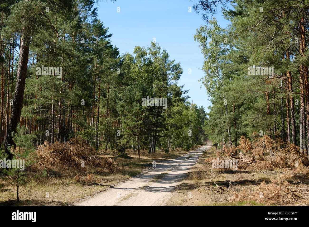 forest clearing road in coniferous tree forest Stock Photo - Alamy