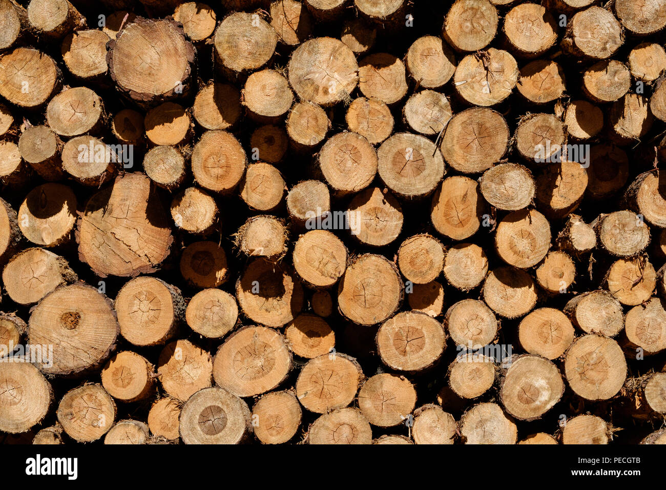 Conifer logs hi-res stock photography and images - Alamy