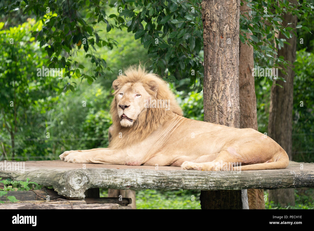 male lion laying alone in the zoo Stock Photo - Alamy
