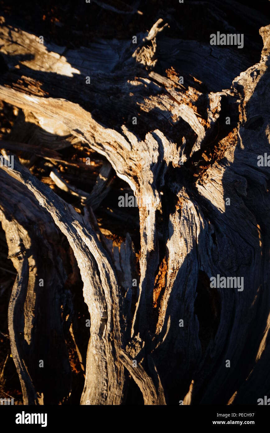 Redmond wood hi-res stock photography and images - Alamy