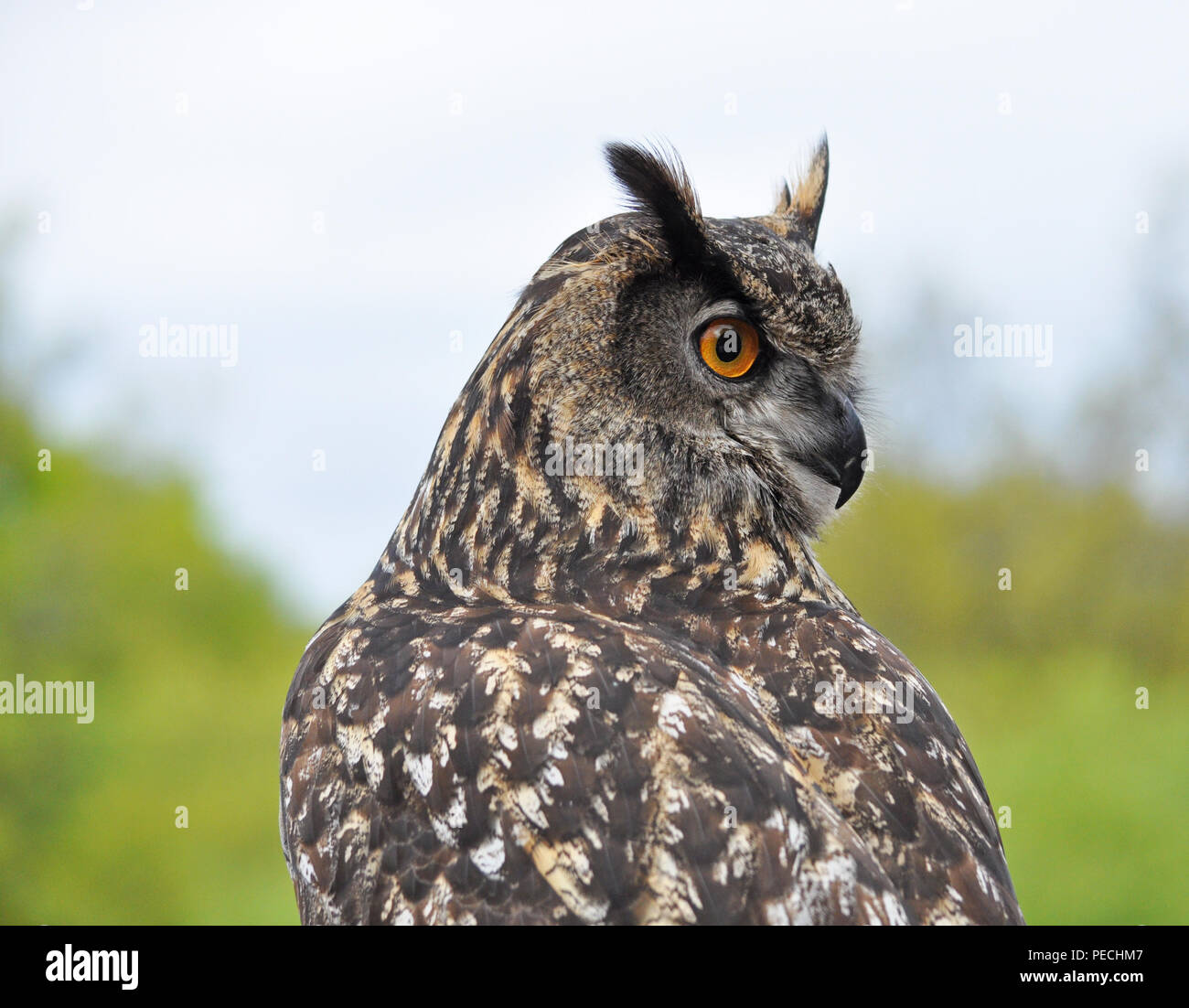 New york city owls hi-res stock photography and images - Alamy
