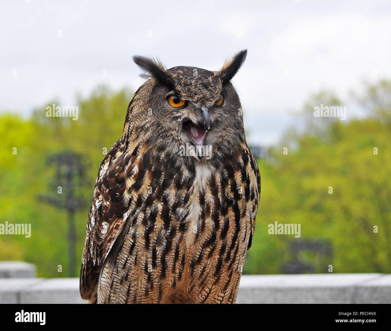 Nyc owls hi-res stock photography and images - Alamy
