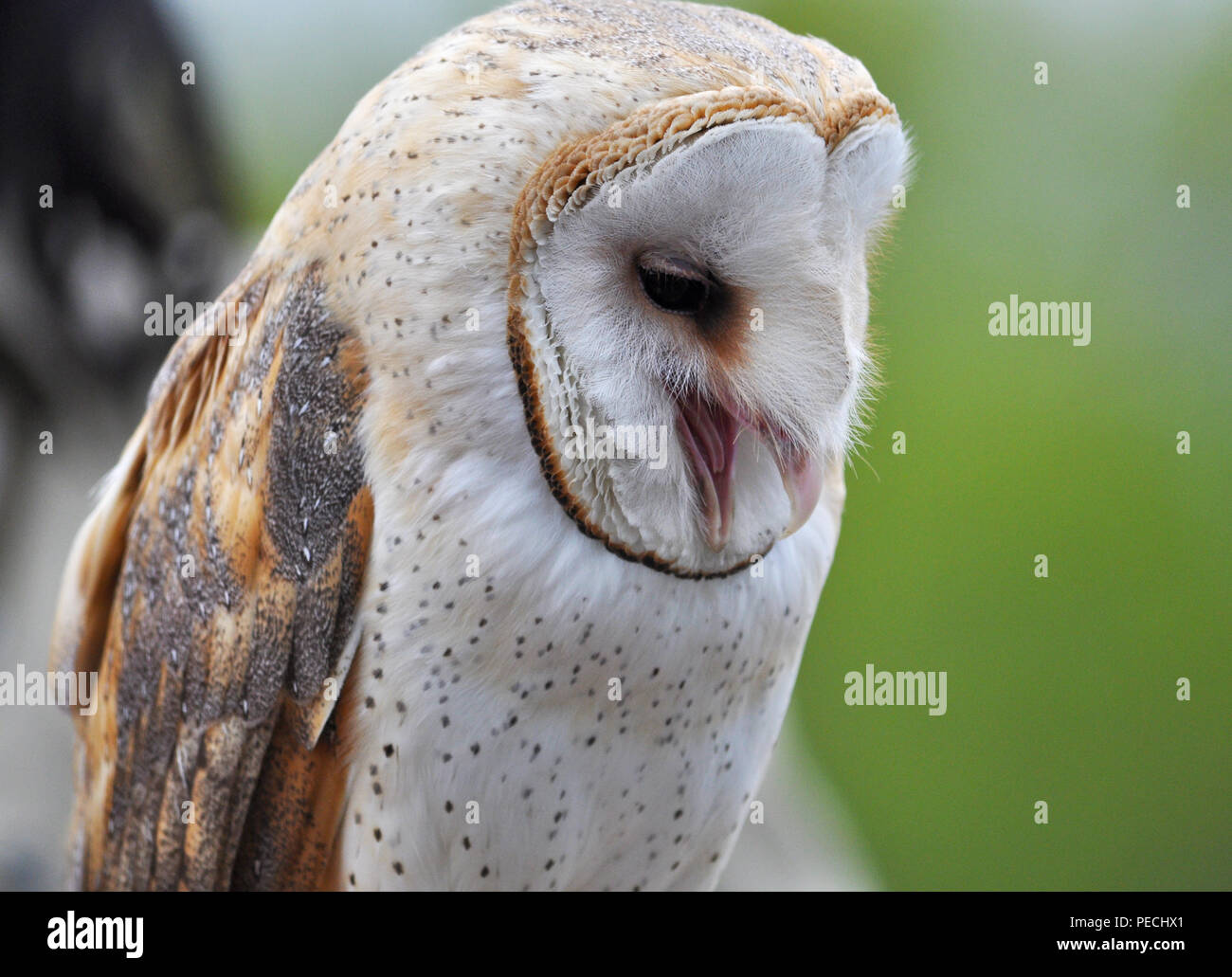 New york city central park wildlife event hi-res stock photography and ...