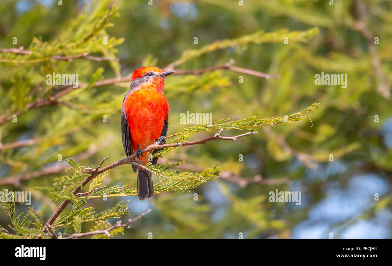 Little vermilion flycatcher hi-res stock photography and images - Alamy