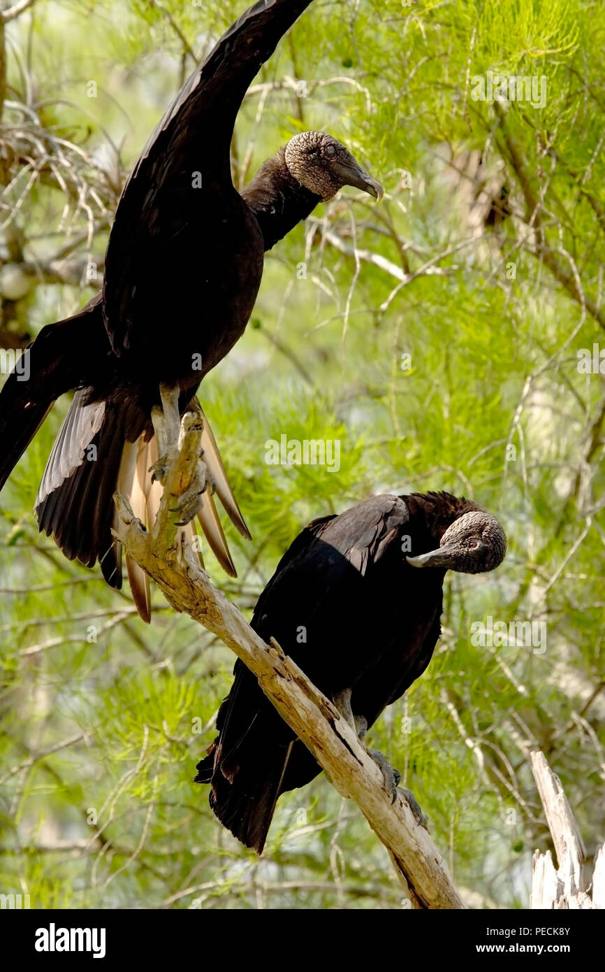 Vulchers hi-res stock photography and images - Alamy