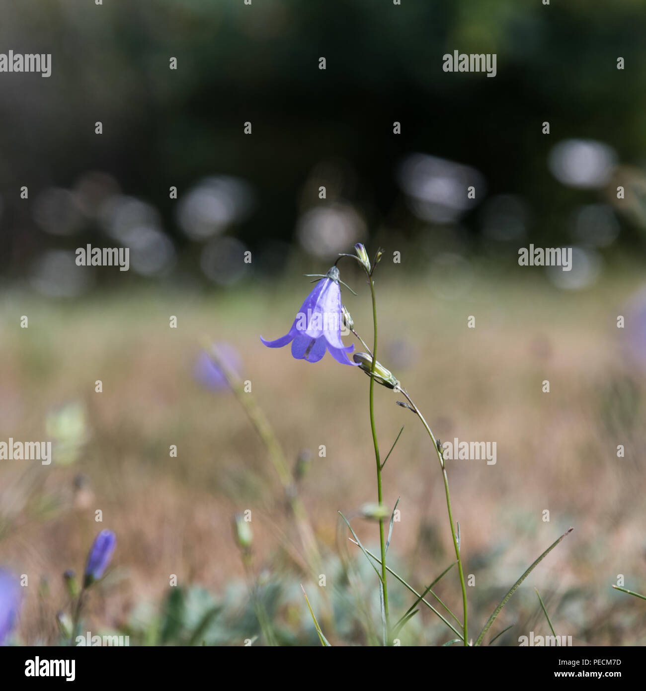 Single bluebell flower hi-res stock photography and images - Alamy