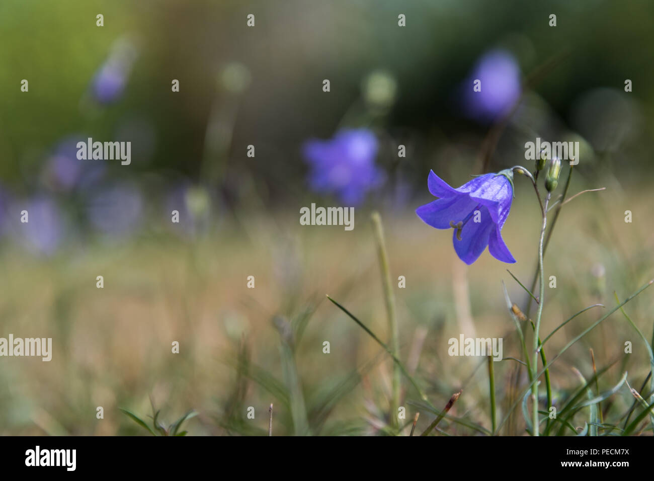 Single Bluebell flower closeup in a low angle image Stock Photo - Alamy