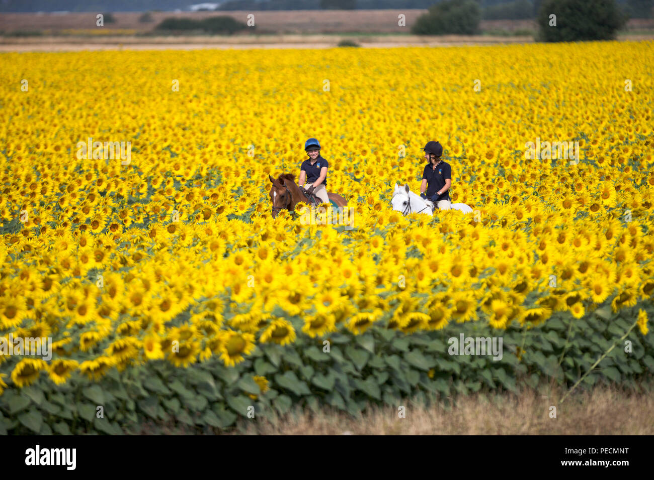 Joanna Golland riding on her horse Flo with her daughter Sophie on her ...