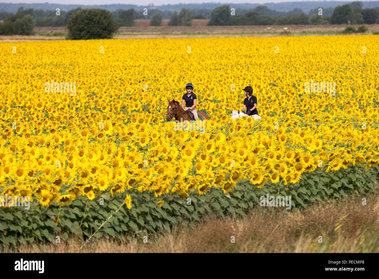 Joanna Golland riding on her horse Flo with her daughter Sophie on her ...